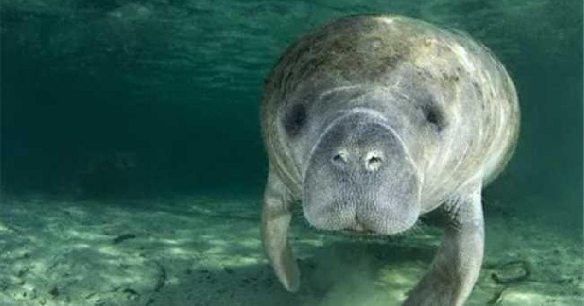 CONHEÇA AS ORIENTAÇÕES SOBRE APARECIMENTO DE PEIXE-BOI MARINHO NO ...